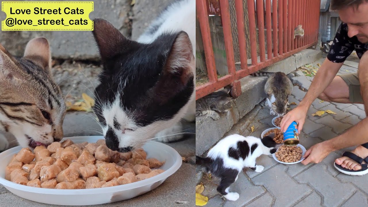 Hungry Stray Cats Will Always Wait for a Person to Show Up with Cat ...