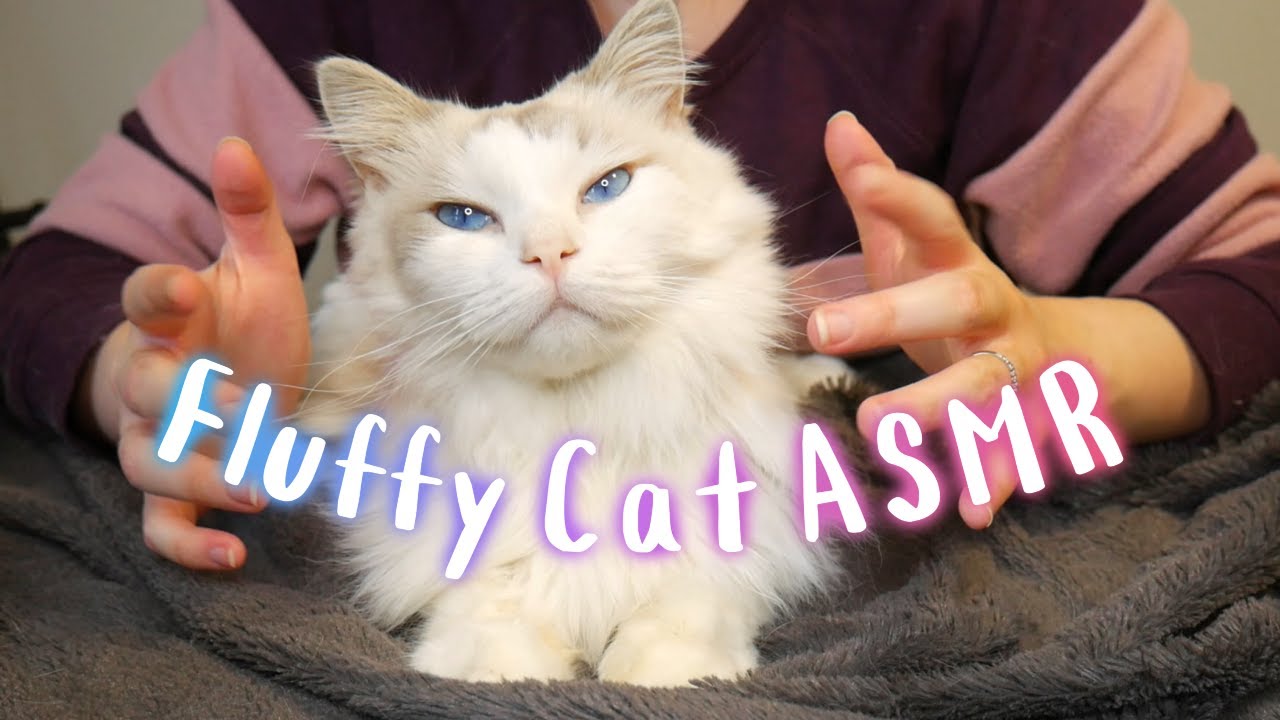 Giving my cat ASMR 😺 Brushing, petting and feeding Atticus snacks 😻 ...