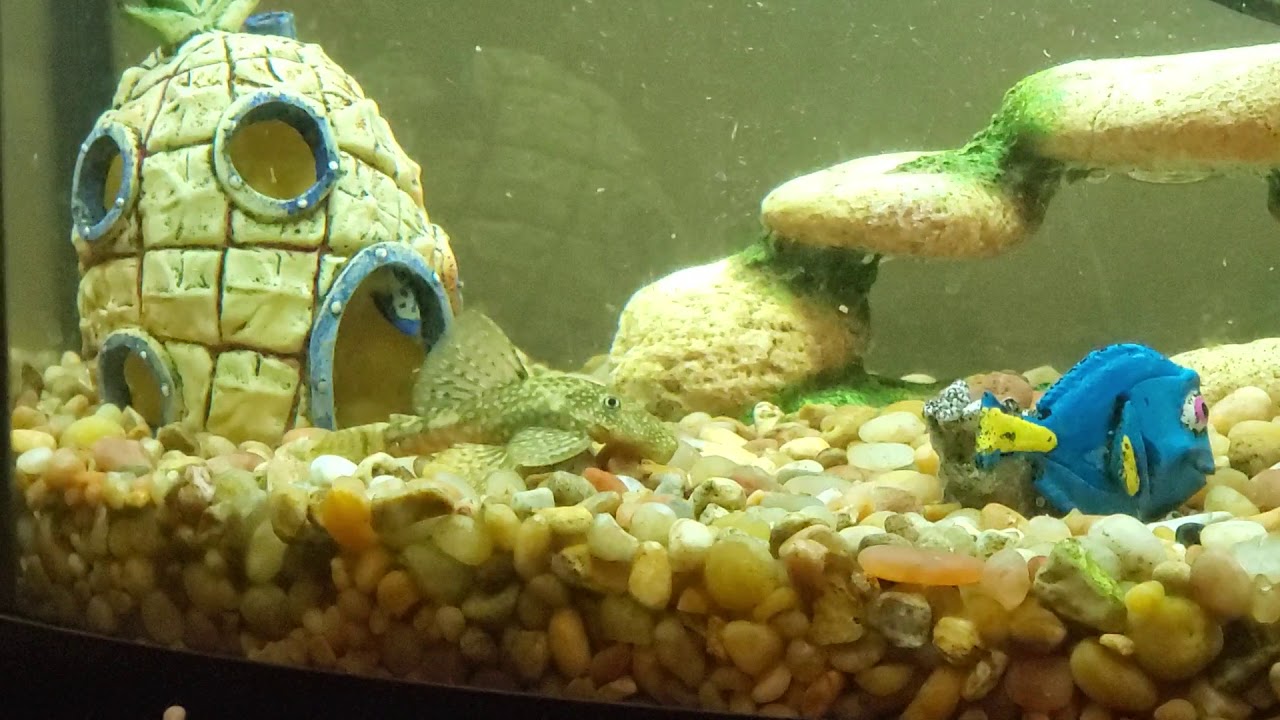 More rare footage of Moe eating - YouTube