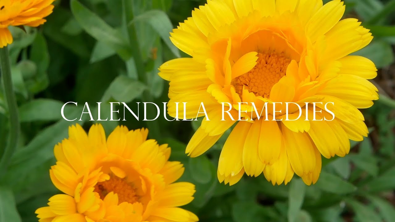 Calendula remedies (Calendula officinalis) - YouTube