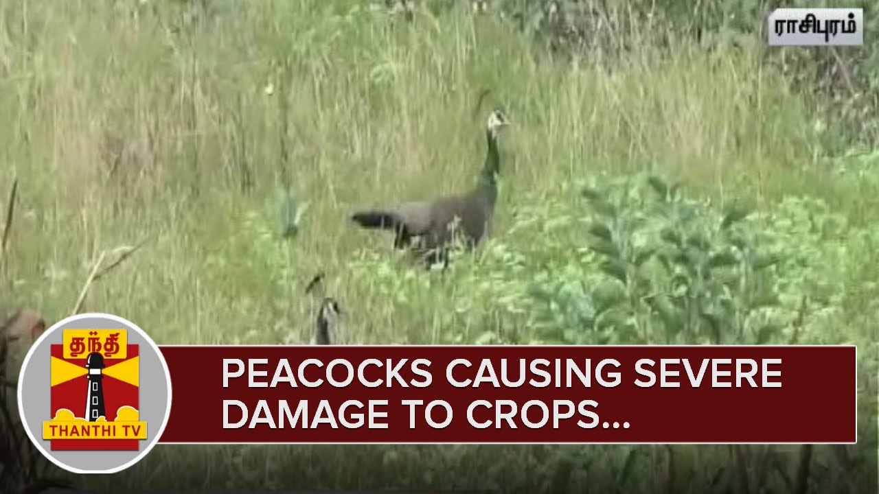 Peacocks causing Severe Damage to Crops : Farmers request Forest ...