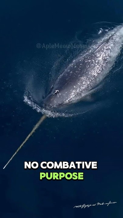 Narwhals - The Unicorns of the Arctic Seas #narwhal #unicorn #natureanimals #arcticwildlife ...