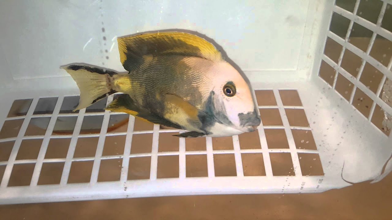 Maculiceps Tang Morph $1299 - Sumatra - YouTube
