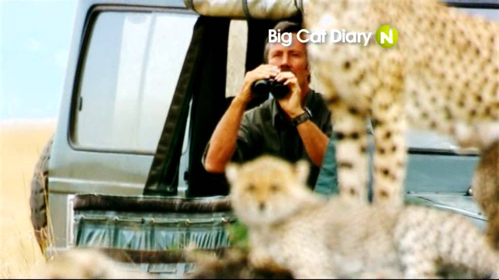 Big Cat Diary - 15 second version - YouTube