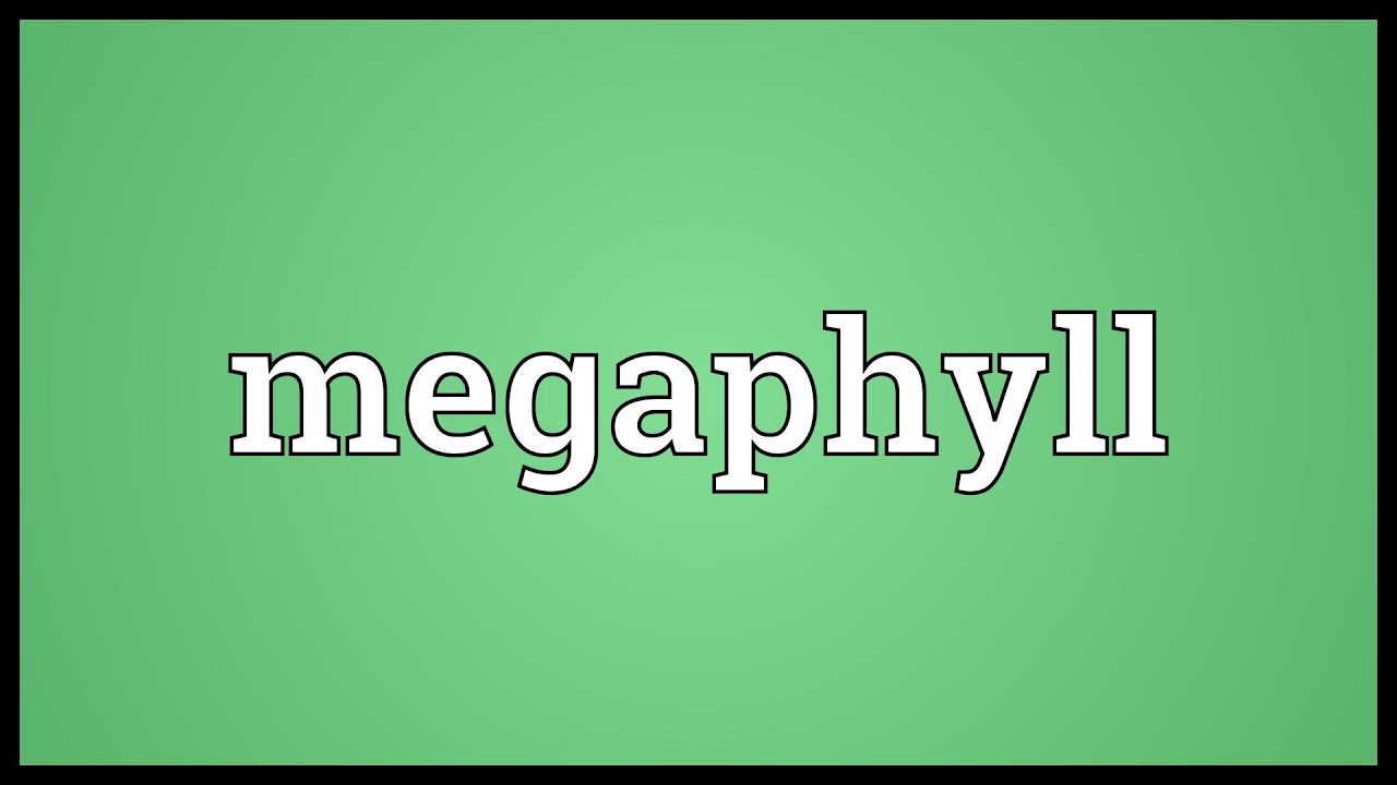 Megaphyll Meaning - YouTube