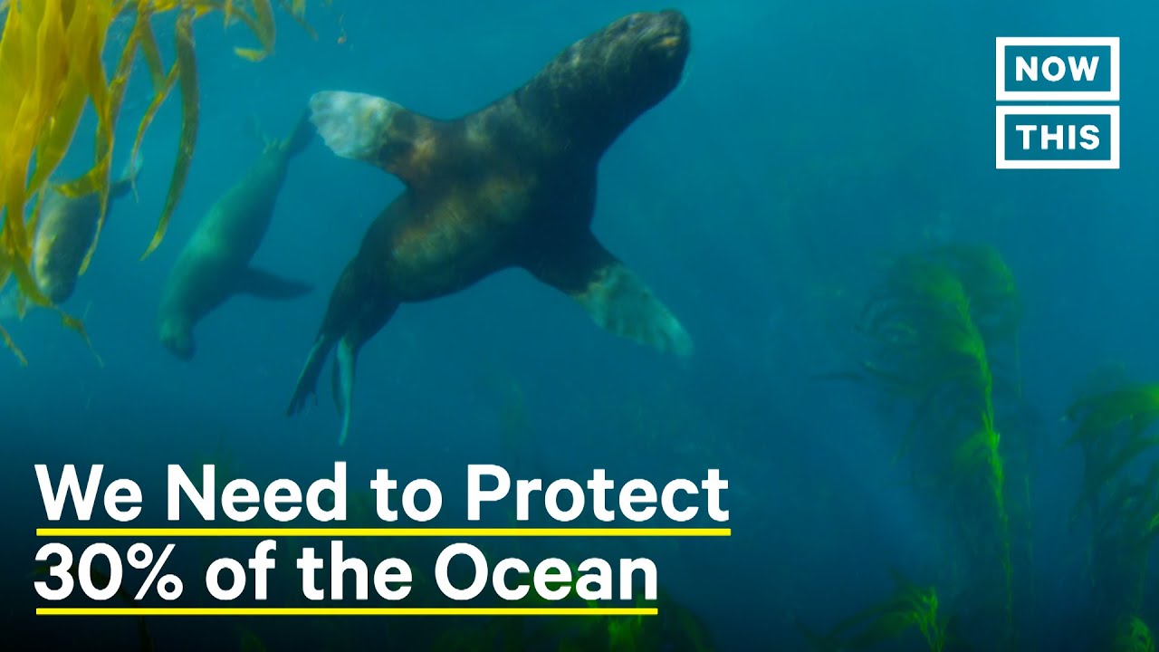 Why We Must Protect 30% of the Ocean By 2030 | NowThis Earth - YouTube