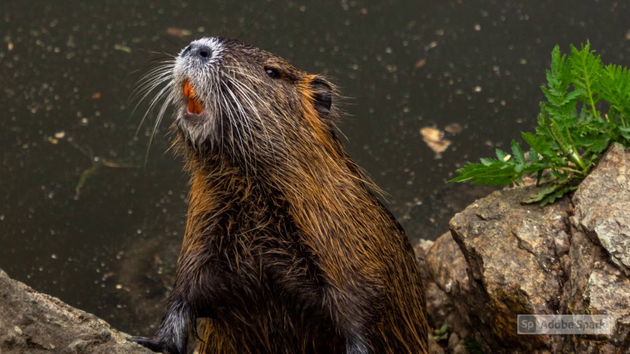 PSA Nutria Houston Mascot - YouTube