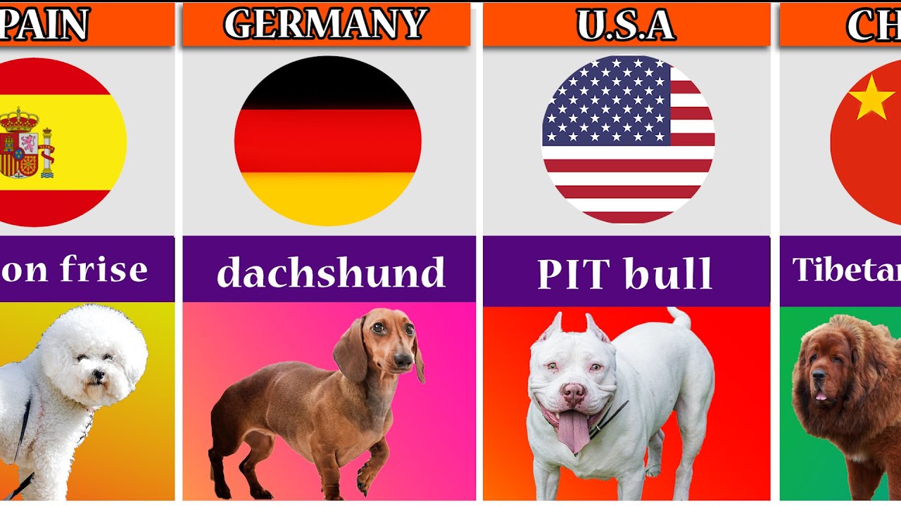 Dog breeds from different Countries | most famous - YouTube