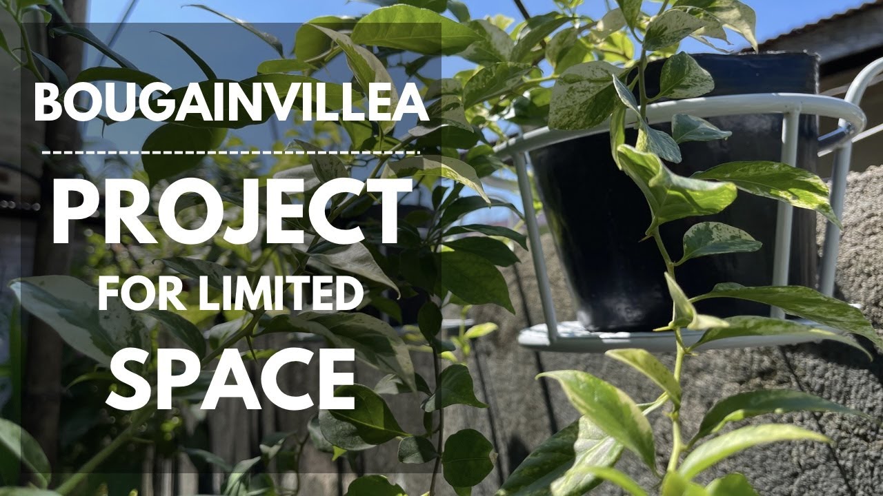 BOUGAINVILLEA PROJECT FOR LIMITED SPACE, THIS IS FOR YOU! Mikel Awitan - YouTube