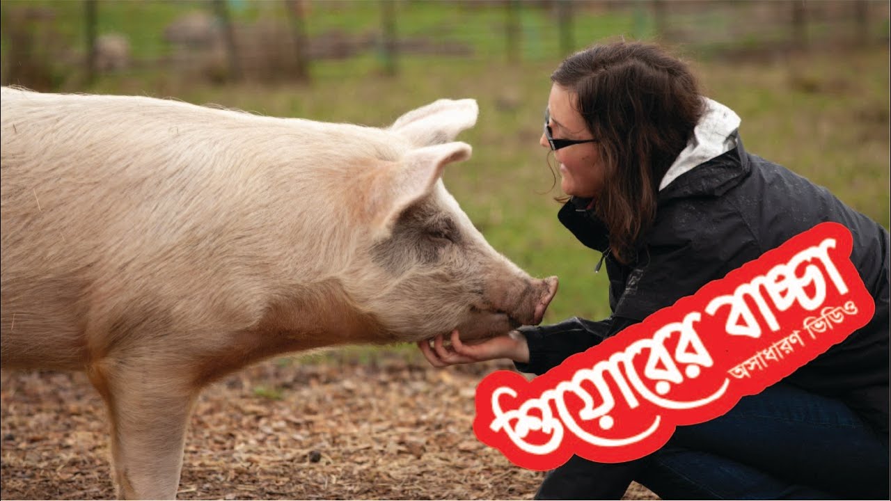 শুকর পালন কীভাবে করে Pigs Farming in Village Traditional Pig Farm in ...