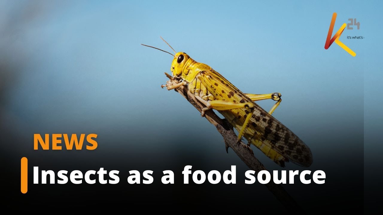 Production of locusts for animal feeds and human consumption - YouTube
