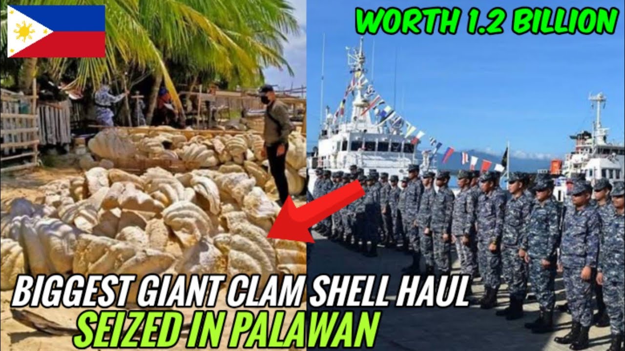 BREAKING NEWS! Biggest Giant Clam Shell Haul Seized in Palawan! Worth 1 ...