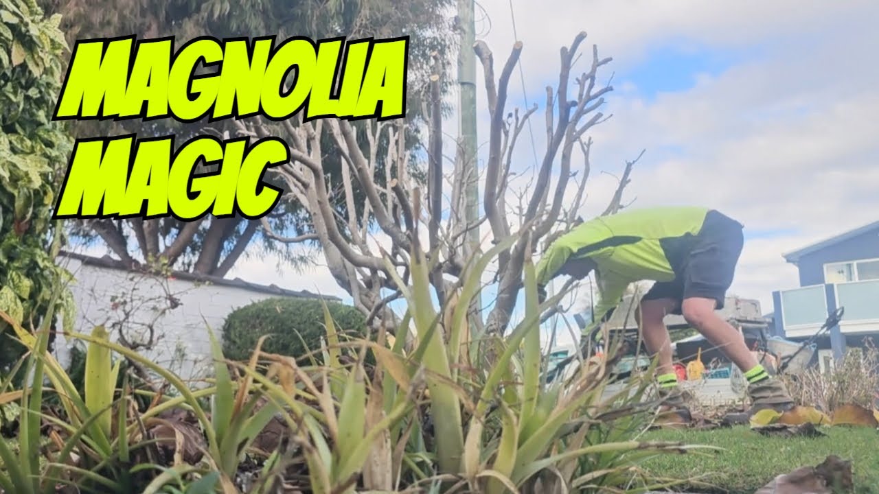 Pruning Magnolia Trees: The Art of Cutting & Shaping - YouTube