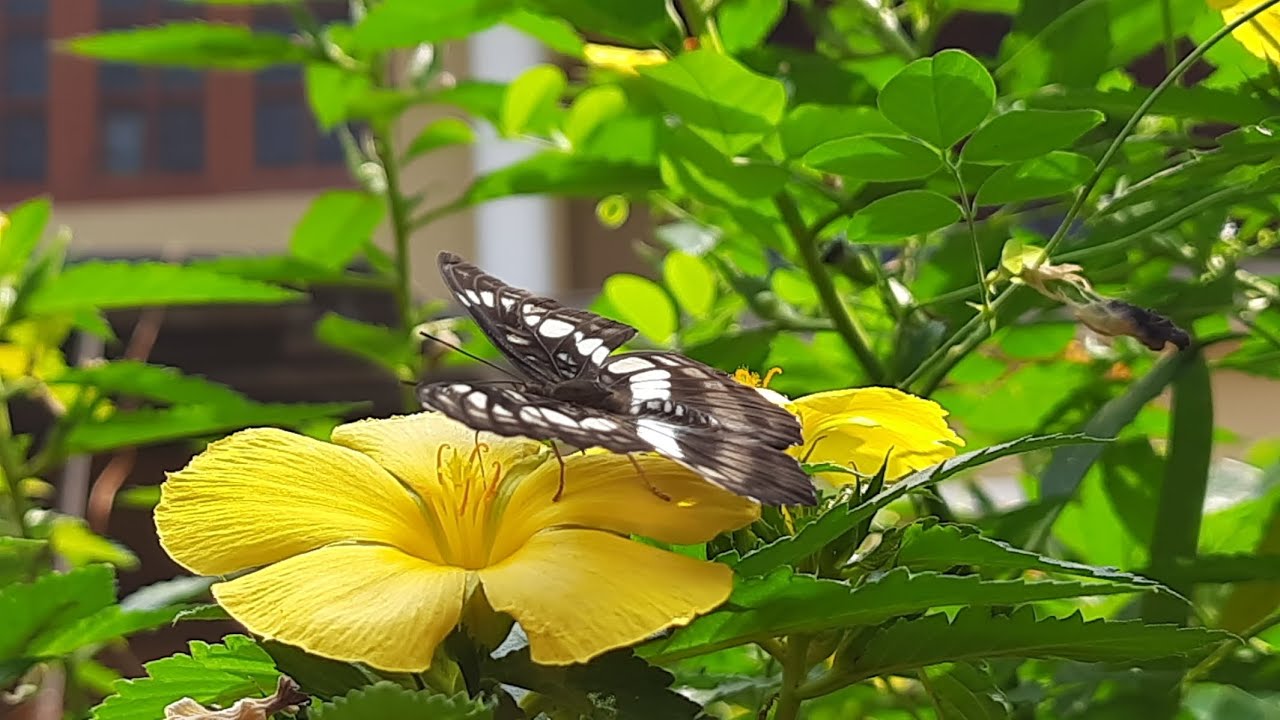 Blackvein Sergeant - Athyma ranga - YouTube