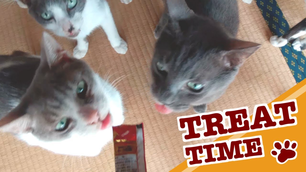 Treat Time for Many Cats - Cat Life - YouTube