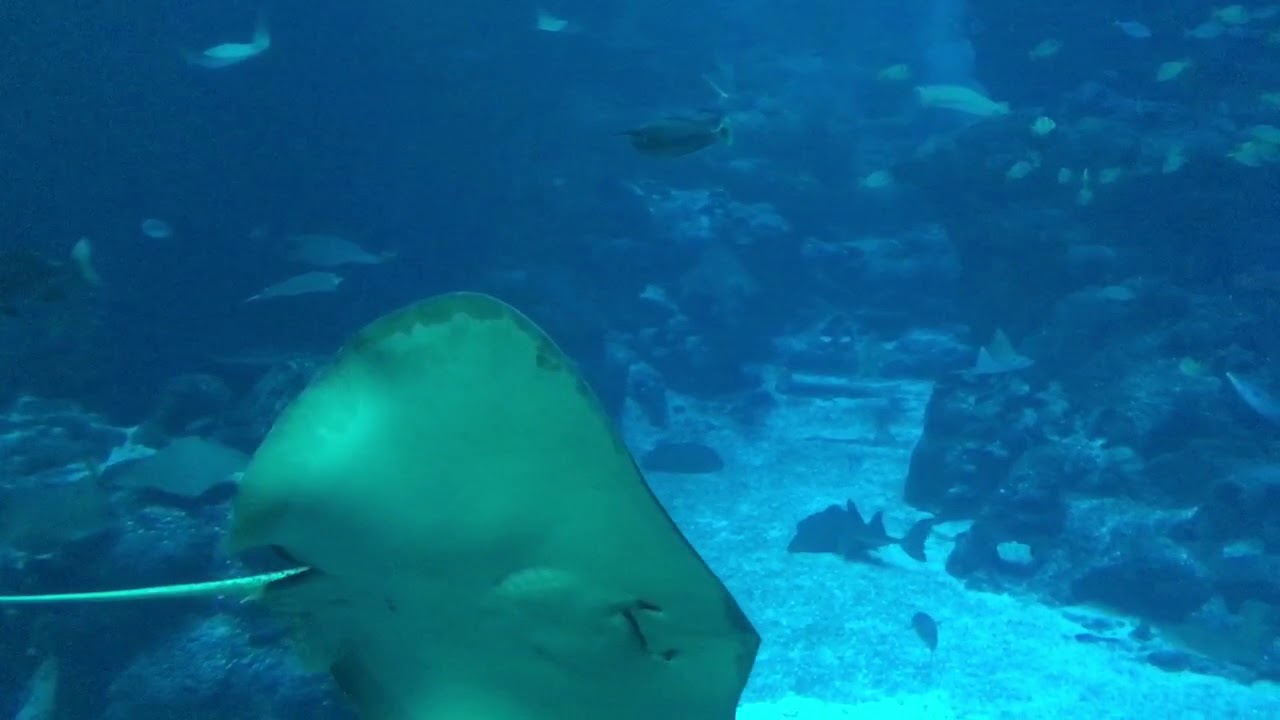 Viewing “window “ SEA Aquarium Singapore 2 - YouTube