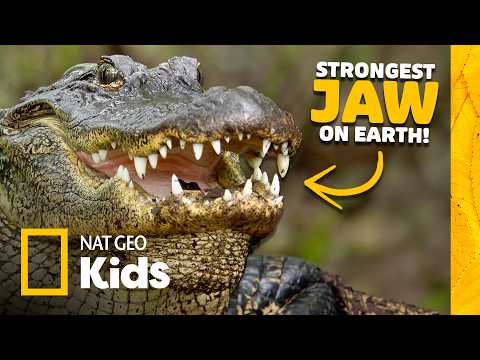 Facts about Dragons, Crocodiles and more! 🌍🐊 Reptiles for Kids | Nat Geo Kids