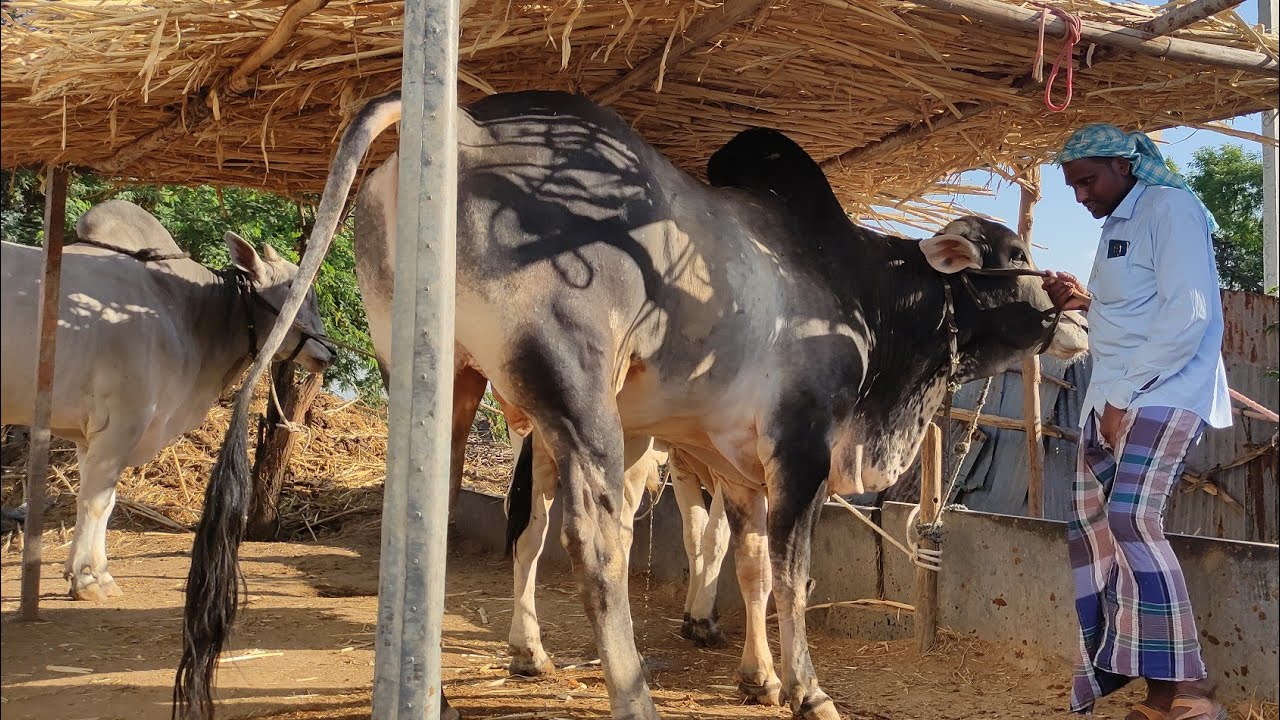 Kurudi Saleem Bhai videos // +91 99001 16558// Super size Ongole bulls ...