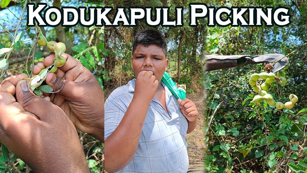 Picking ( Kodukapuli ) Manila Tamarind | kodukapuli season | Beauty ...