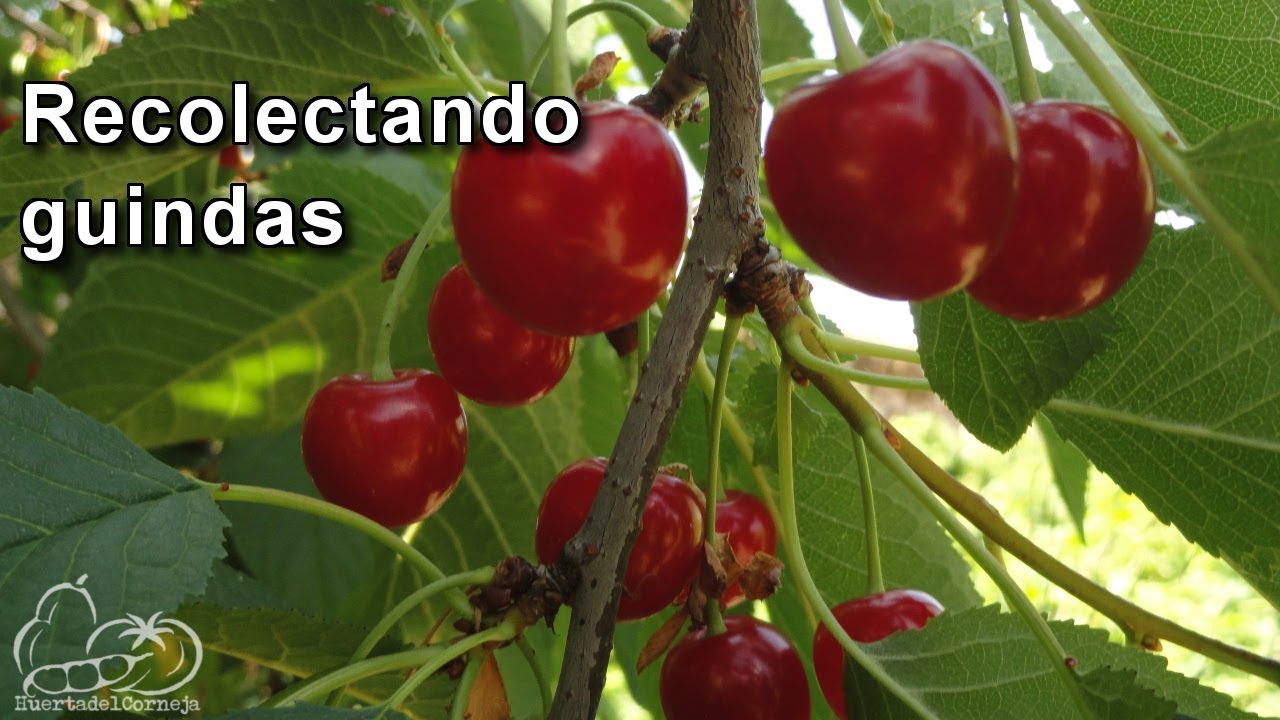 Recolectando guindas. - YouTube