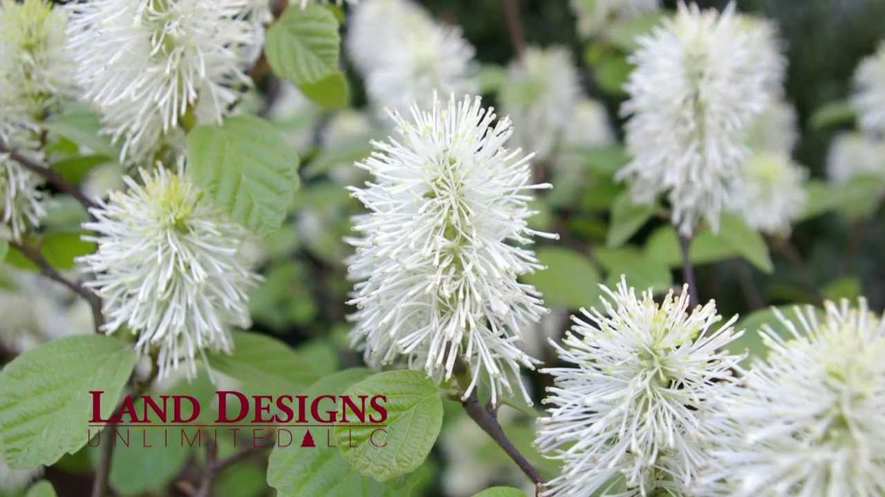 Fothergilla gardenii - Dwarf Fothergilla Flowering Shrub | Trumbull CT ...