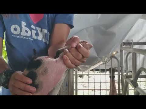 Castration day tayo ngayon..11 healthy piglets - YouTube
