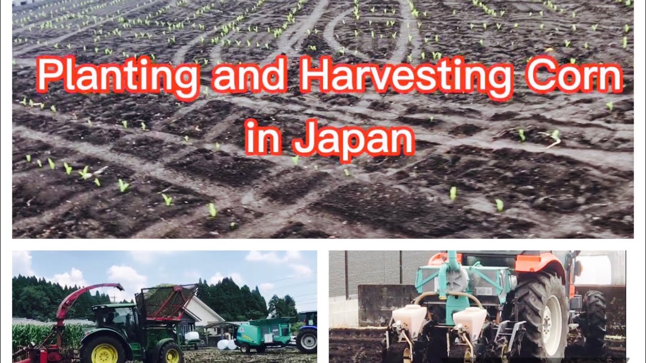 Amazing Planting and Harvesting Corn in Japan | Nagano Vlog - YouTube