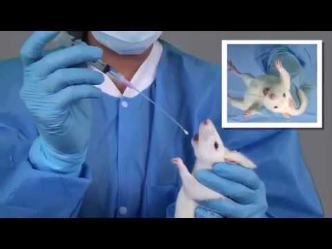大鼠餵食給藥方法 Rat Oral Gavage Training - YouTube