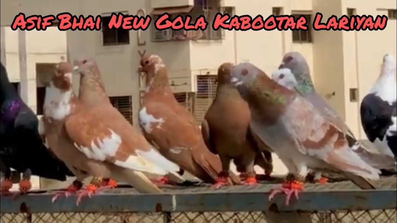 Asif Bhai | New Gola Kabootar Lariyan | Gola pigeon | GHAGHRAY Kabootar ...