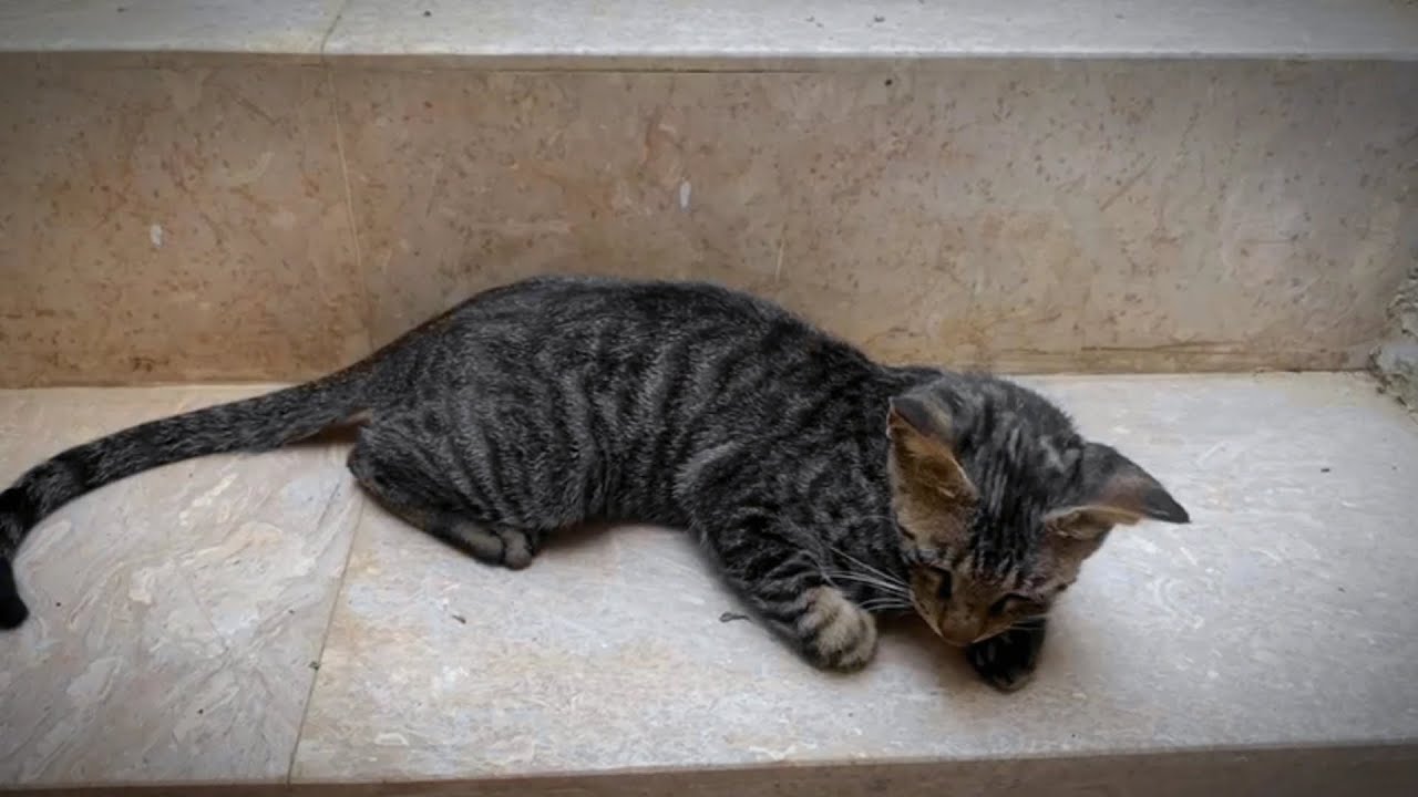 Cat | Cute cat video | cute cat sounds | cute kitten - YouTube