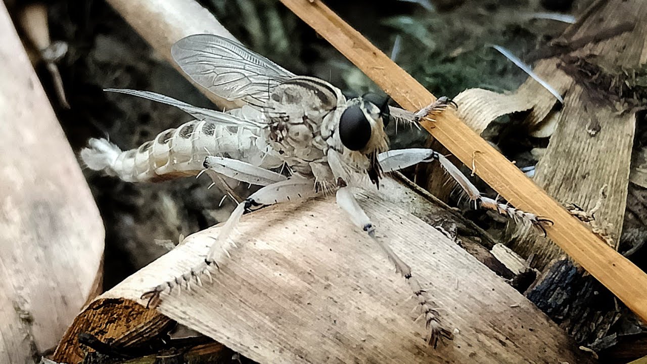 Delhi Sands flower-loving fly || Nature's sign - YouTube