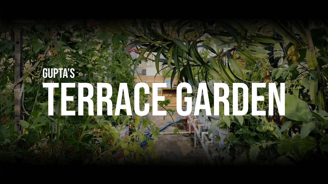 Gupta's Terrace Garden | Organic Farming | Flowers, Vegetables and more ...