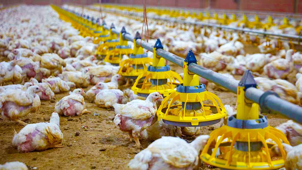 Amazing Automatic Chicken Farm | ReTech Farming | Grow Broilers ...