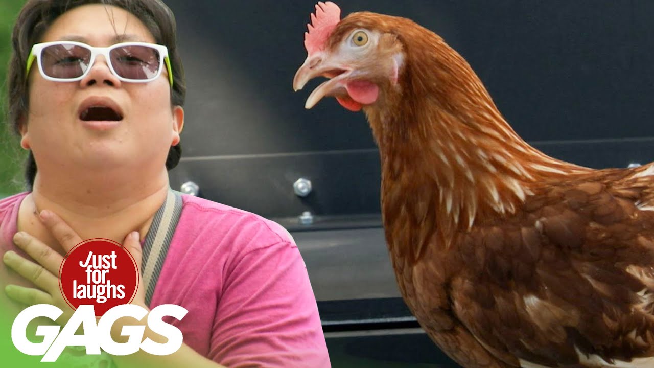 Scientist Resurrects Dead Chicken - YouTube