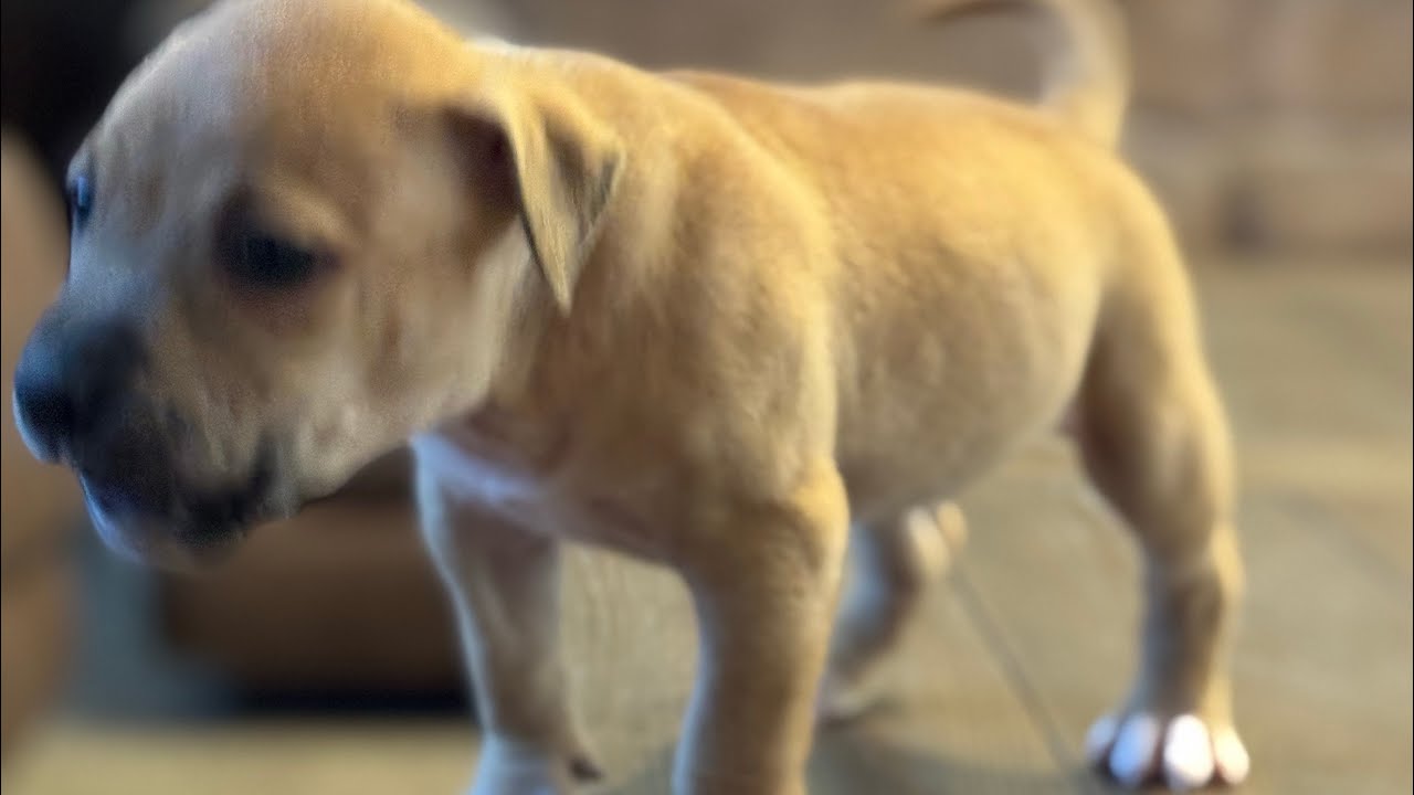 5 week puppy update #apbt #puppy - YouTube