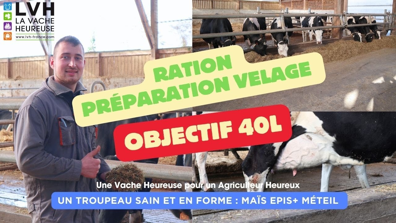 Ration et résultat des prépas vêlages ! By LVH - YouTube