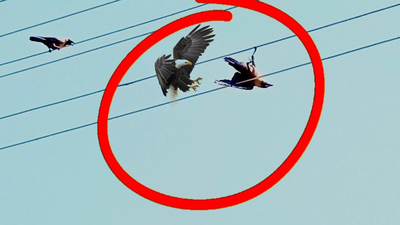 LAST Time CROW|Eagle attack Crow|Horror Hunting| - YouTube