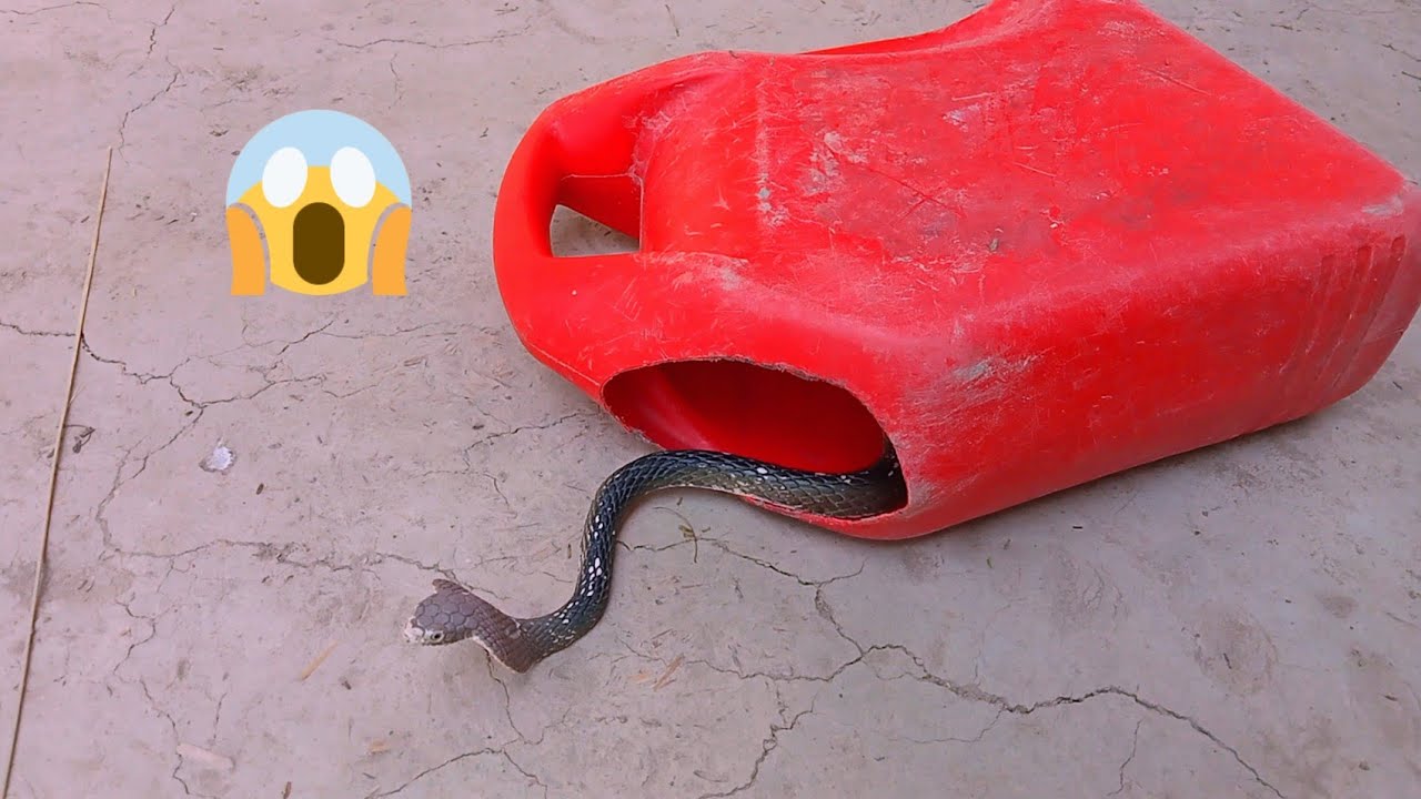 snake in cut ear is sitting see how to remove it amazing video number 3 ...