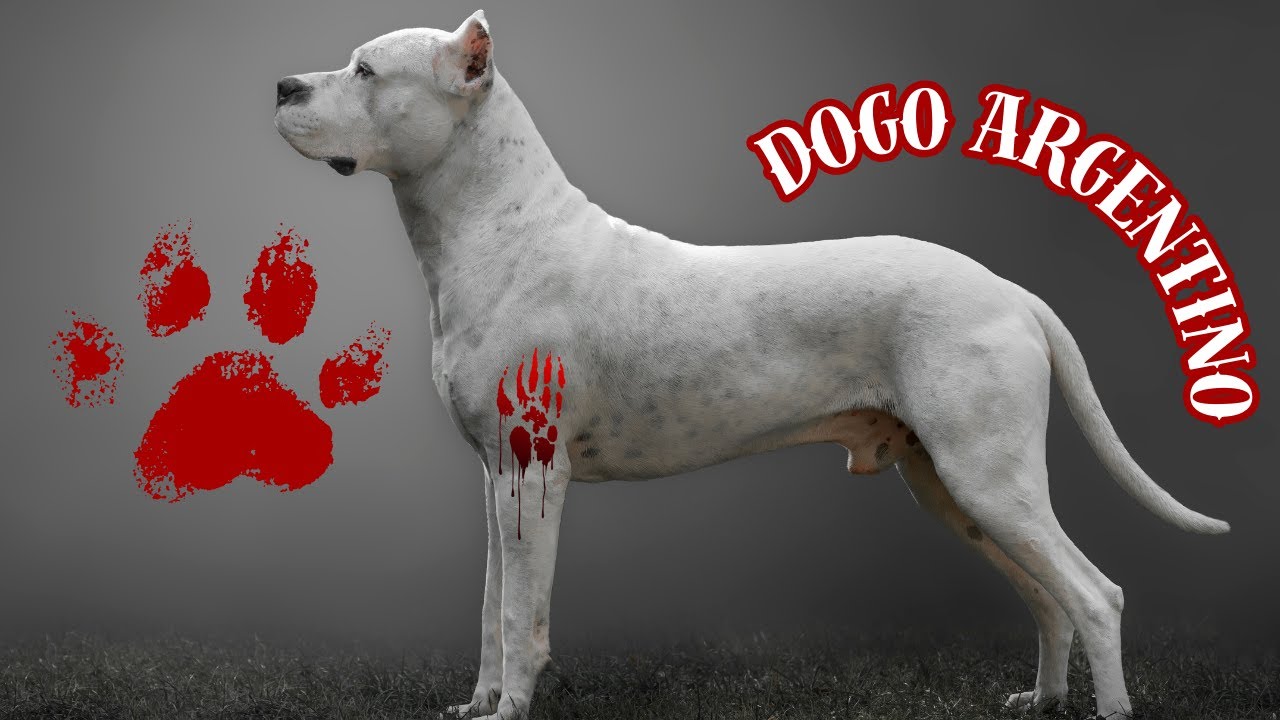 The DOGO ARGENTINO #1 Catch Dog #dogoargentino - YouTube