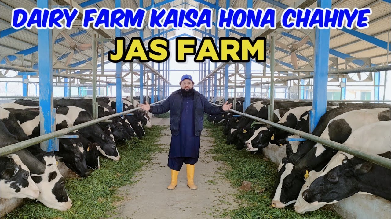 How to start dairy farming & business | JAS form | پنجاب کا ماڈرن ڈیری ...