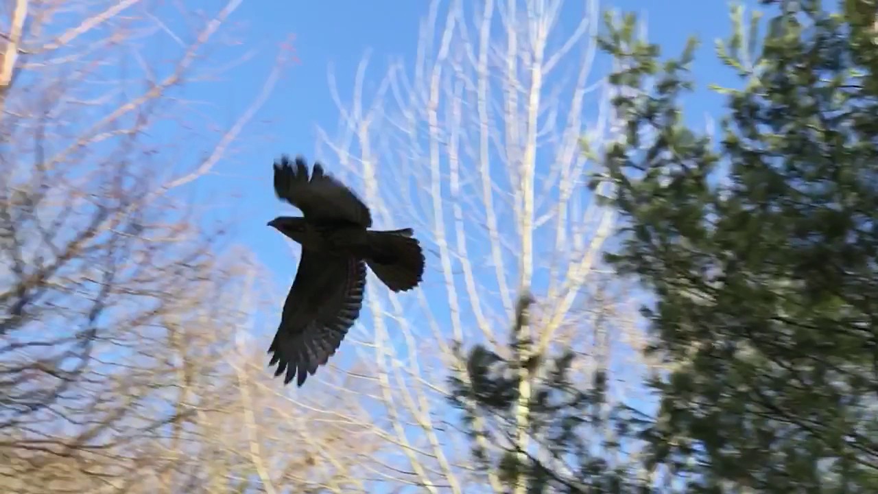 Red-tailed hawk flying in slow motion - YouTube