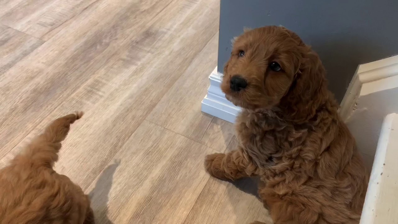 Male Cockapoo Puppies playing - YouTube
