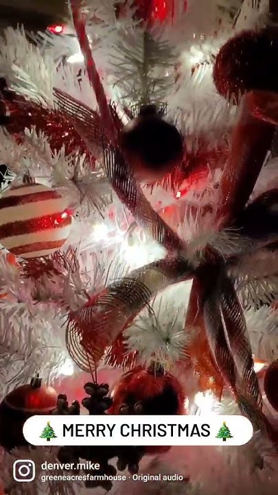 My Christmas Trees 🌲 - YouTube