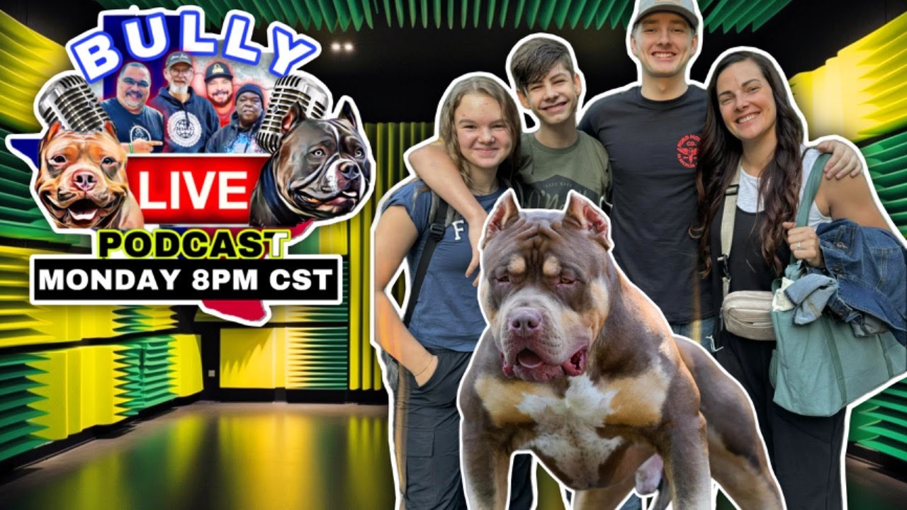 American Bully Podcast | Kingdom Bully Kennel - YouTube