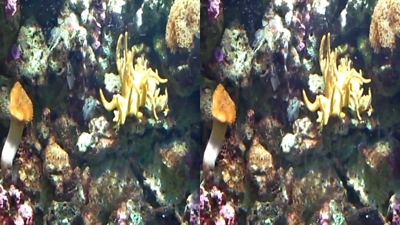 Aquarium 3D [Nintendo 3DS] - YouTube