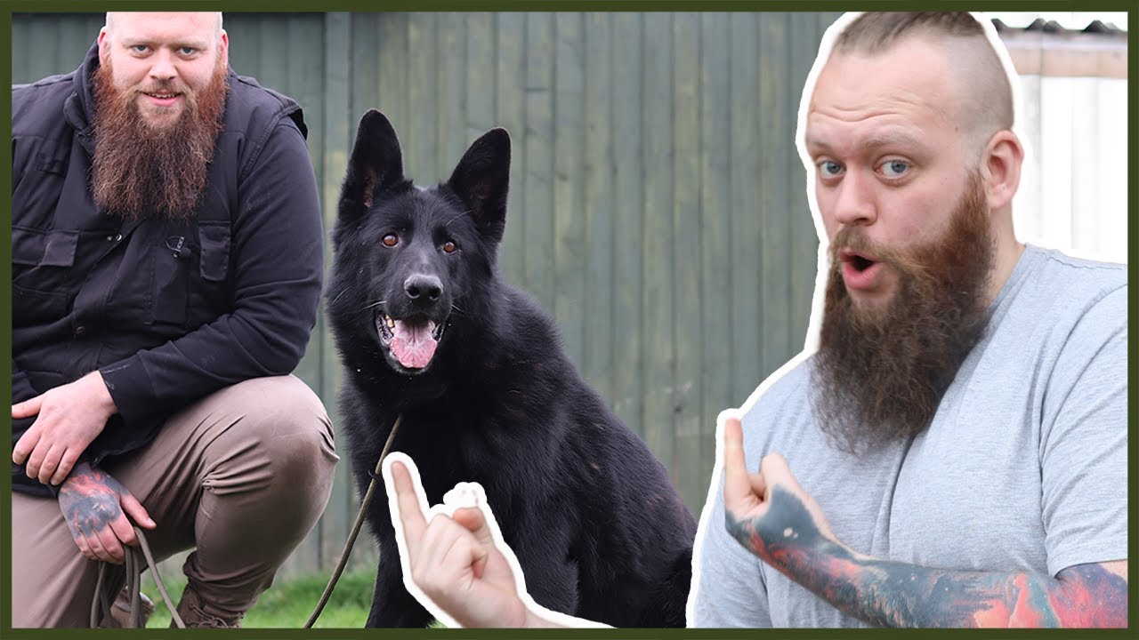 TERRIFYING German Shepherd Who CAN'T Find a Home! Is He To Dangerous ...