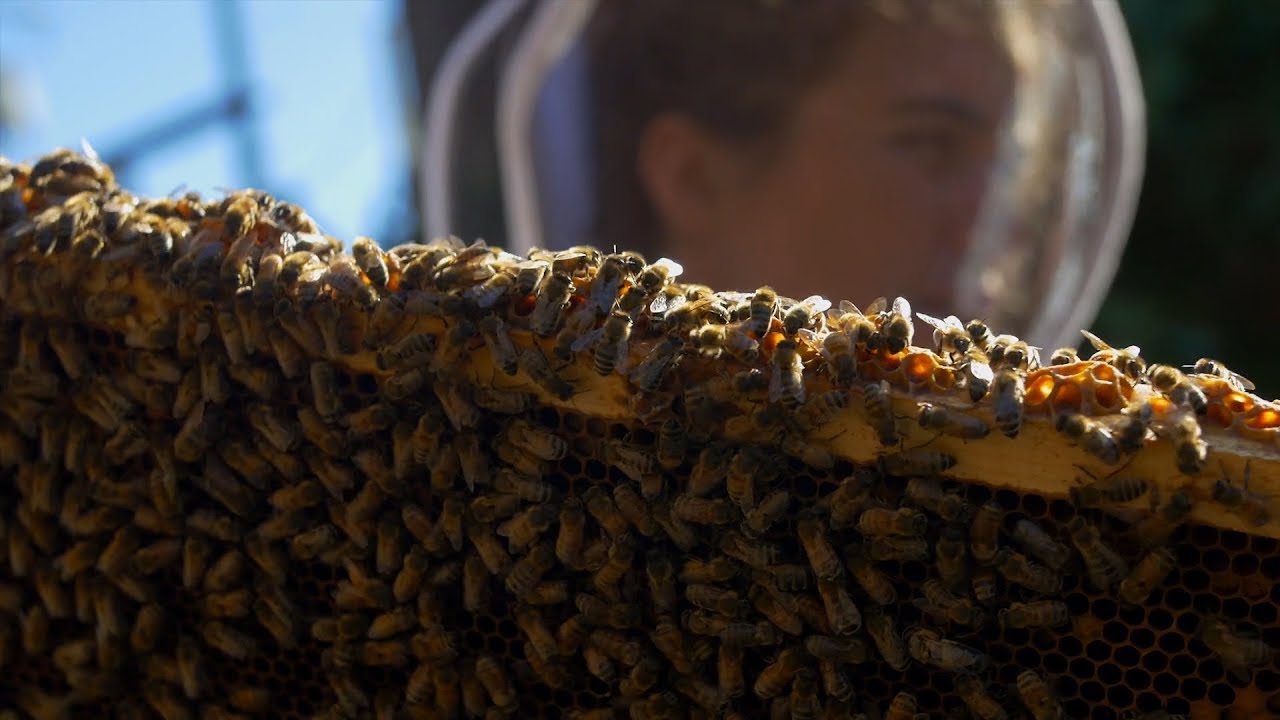 Honey bees can help monitor pollution in cities - YouTube