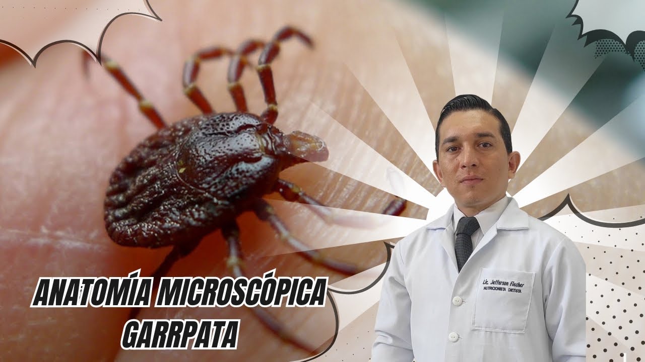 Anatomía Microscópica de la Garrapata - YouTube