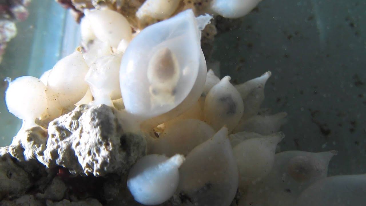 REAPER CUTTLEFISH, Sepia mestus - eggs and hatchlings - YouTube