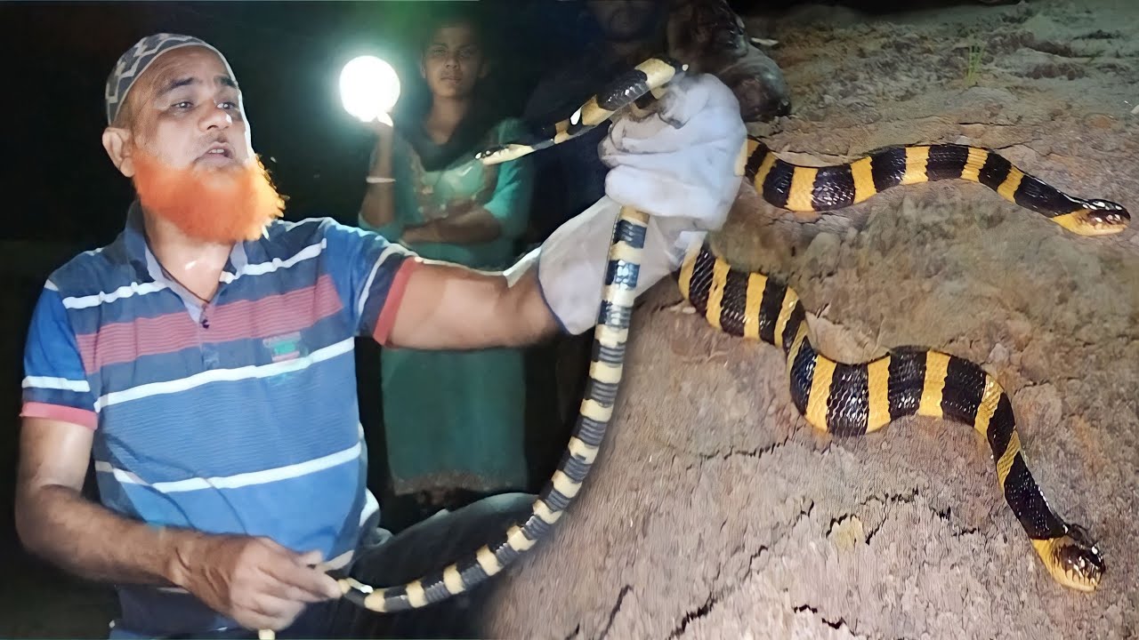 रात को चोर जैसा इंसानी आबादी में आता है ये सांप | Banded Krait | 📞 ...